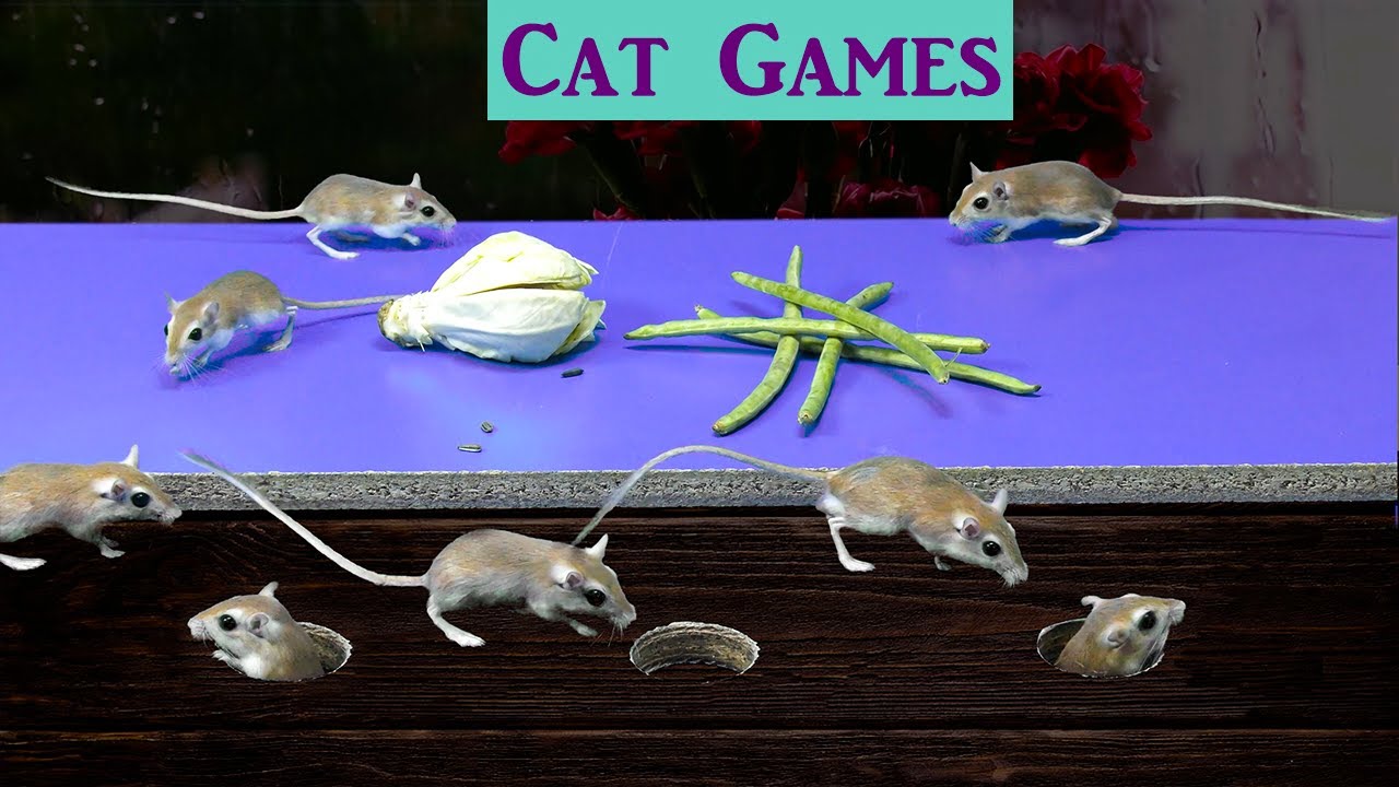Cat Tv games for cats to watch mouse hide & seek,squeaking and running ...