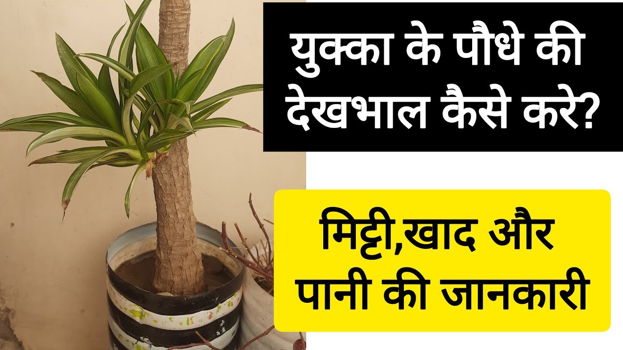 Silver Yukka plant. how to care,propagation,soil,fertilizer of yukka ...
