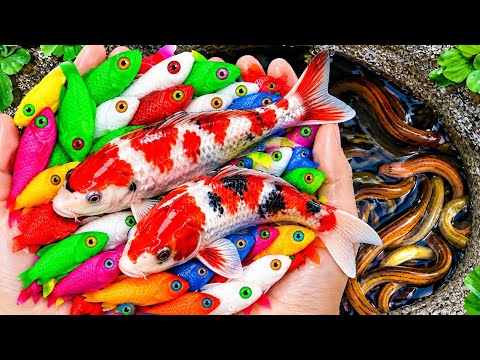 You Won’t Believe This Giant Egg! 🥚🐠 The Reveal Is Amazing!