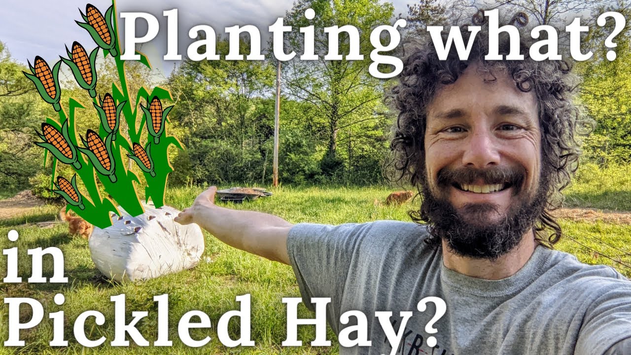 Growing Corn in Pickled Hay, will it work? - YouTube