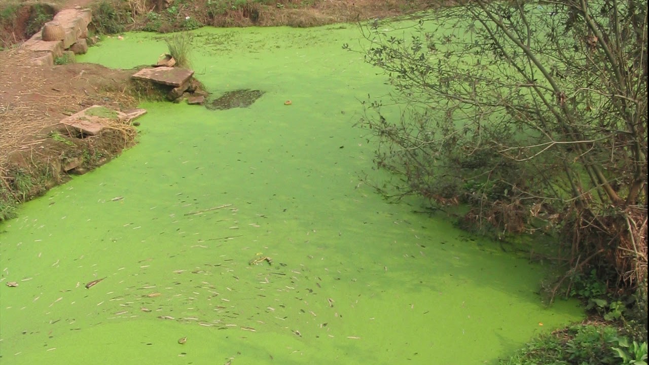 Integrated Science: Pollution within Australian water ways ...