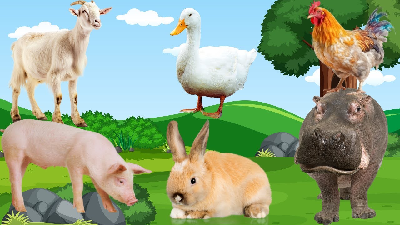 farm sounds | 30 animal sound : goat sound, duck sound, hippo sounds ...