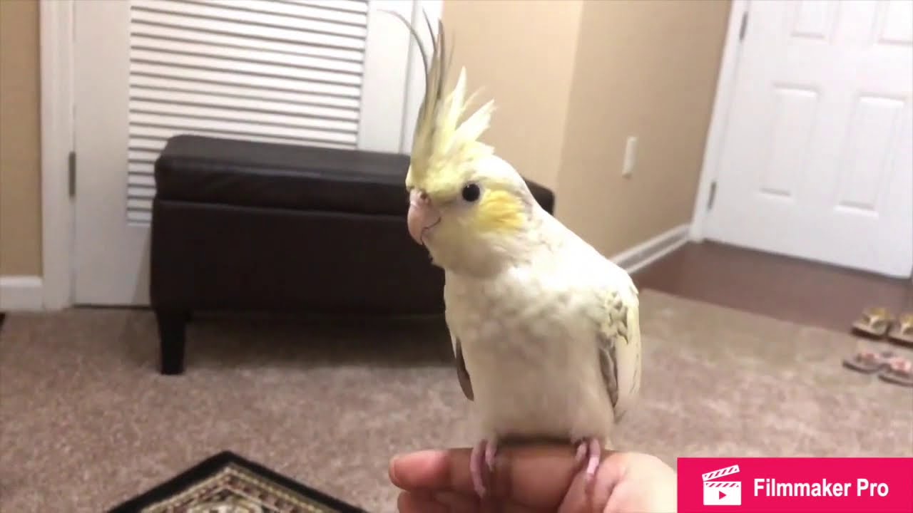 Cockatiel says "PEEK-A-BOO" - YouTube