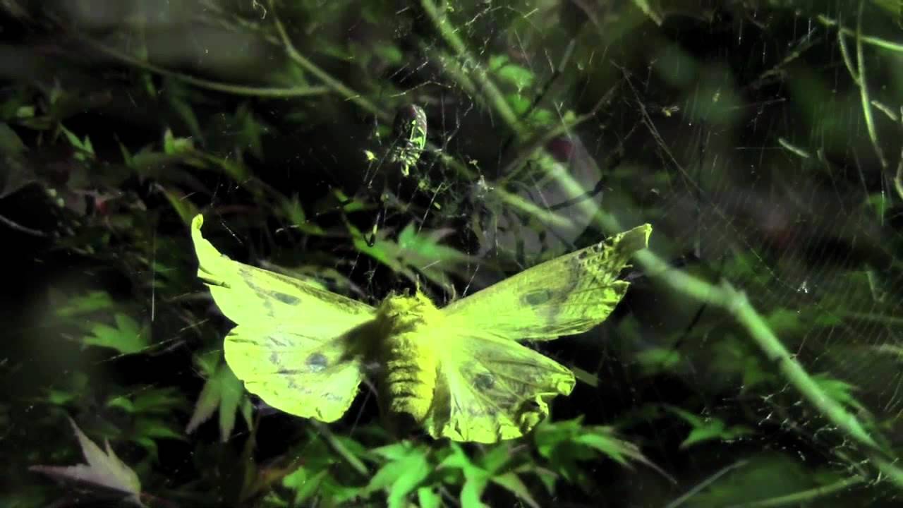 giant moth caught in a spider web - YouTube