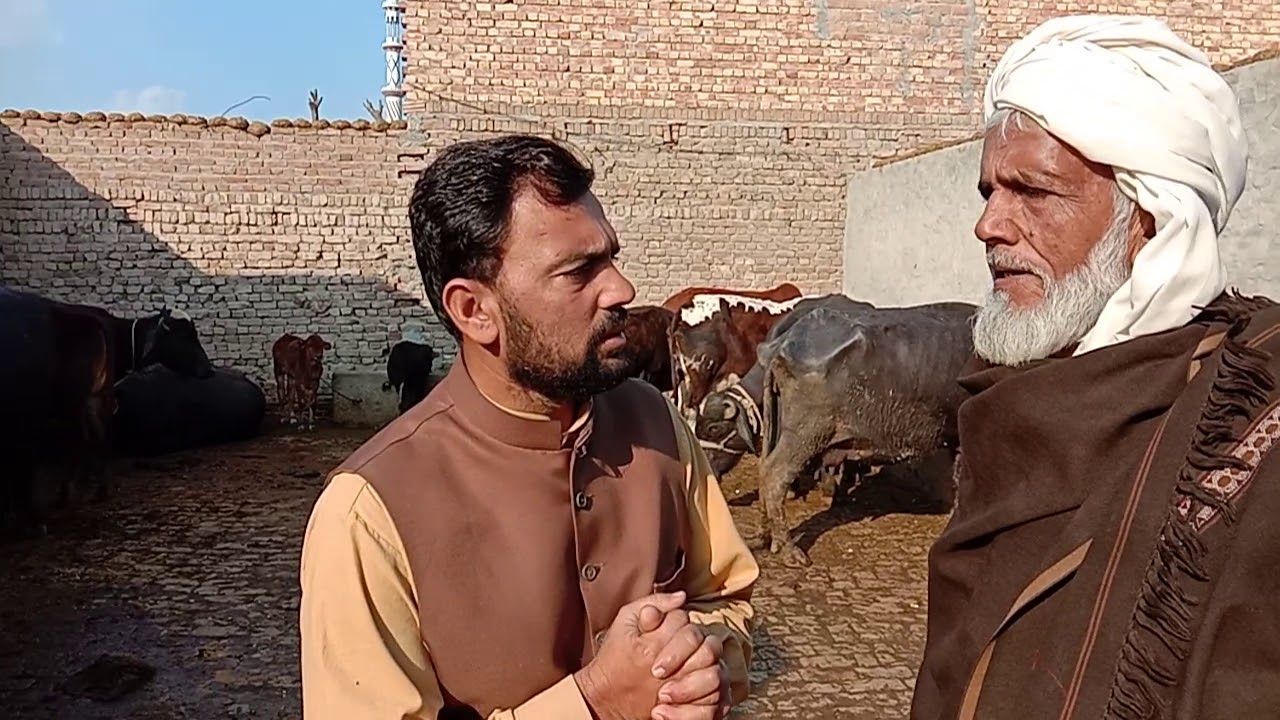 beautiful Neeli Ravi buffalo for sale on YouTube in Pakistan,9-1-2020 ...