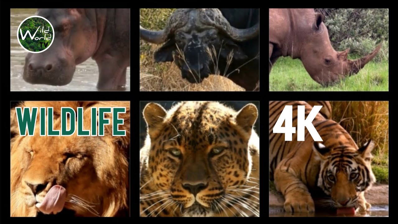 Wild Life - 4K Video - Wild World TV - YouTube