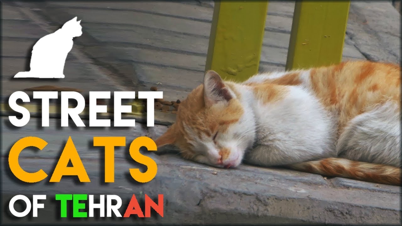 4 Minutes of Street Cats in Tehran - YouTube