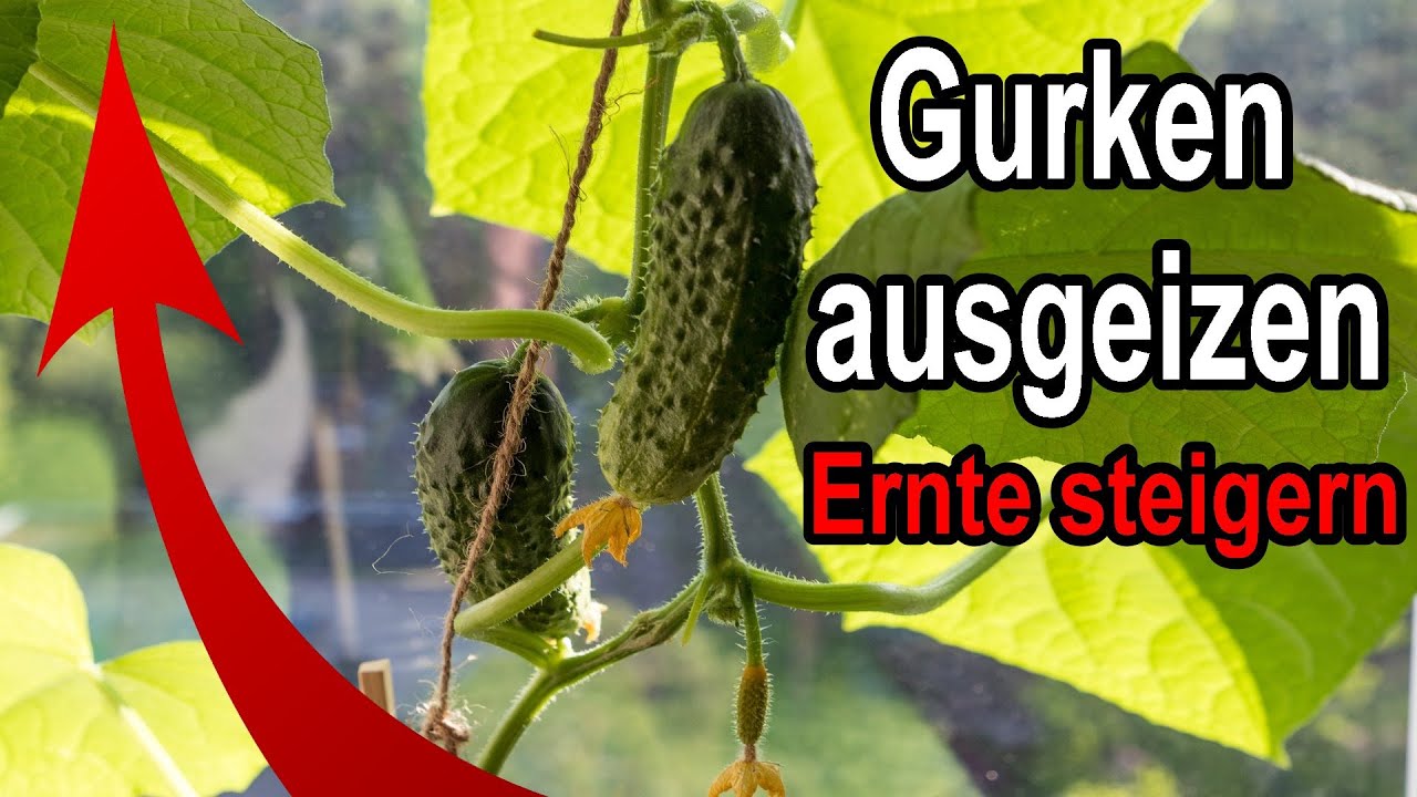 Verwunderlich Seitentriebe Gurken Ausgeizen Bilder Bild