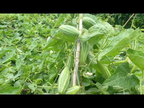 potol chas paddti |পটলের চারা বিক্রি করা হয় |পটল চাষ পদ্ধতি |আমিরুল ...