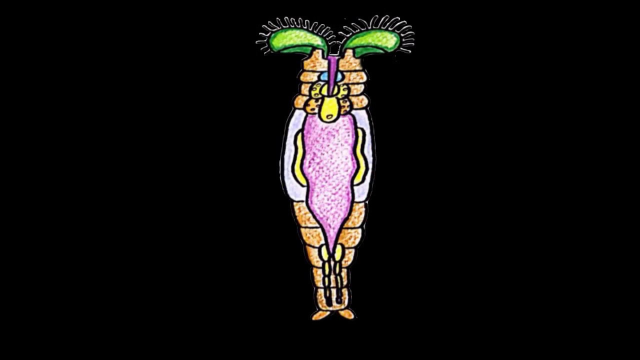 Invertebrates : Phylum Annelida - YouTube