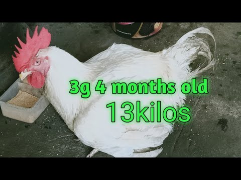 3G CHICKEN 4 MONTHS OLD (13kg.) - YouTube