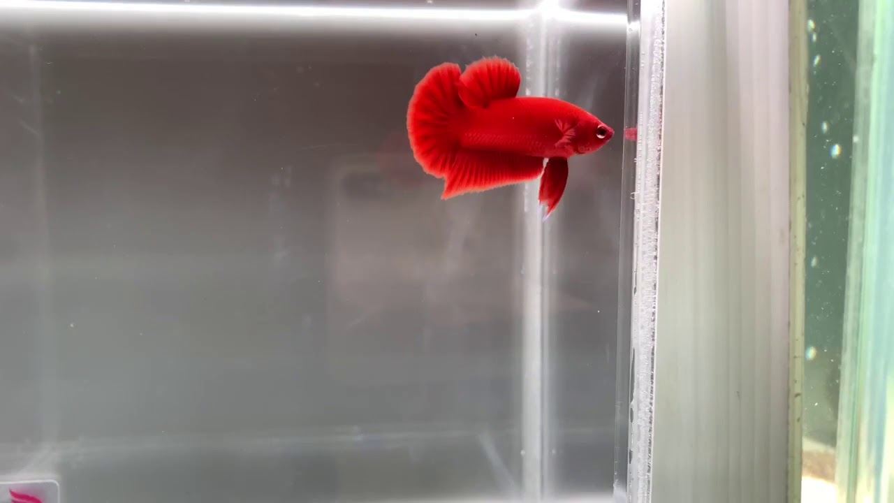 Super Red HMPK Betta Junior - YouTube