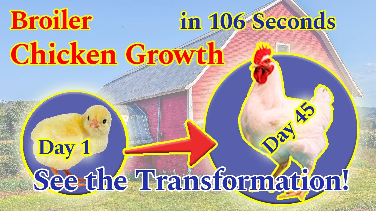 Broiler Chicken Growth: 45 Days in One Video - YouTube