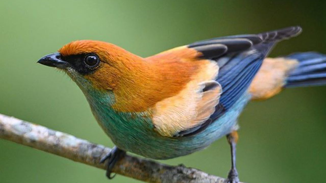 tangara preciosa birds @enjoylife.9 - YouTube