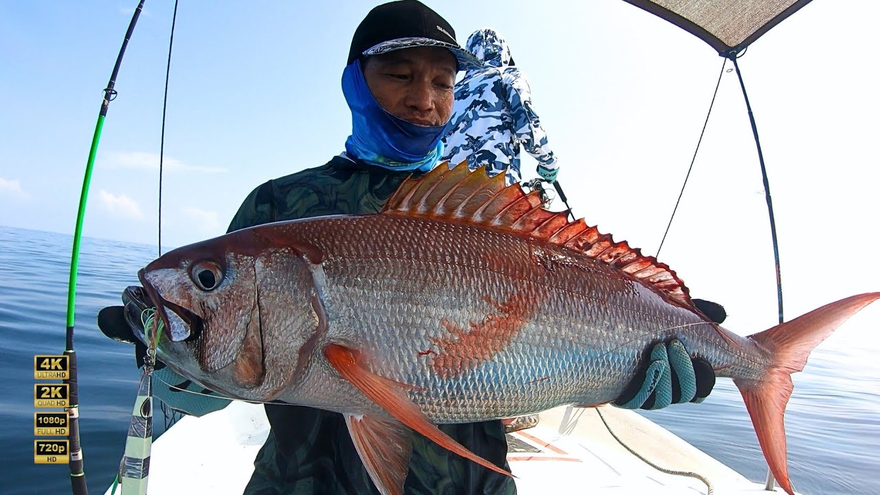 IKAN KURISI BABON VS IKAN AMBERJACK PENGHUNI KARANG LAUT DALAM INI ...