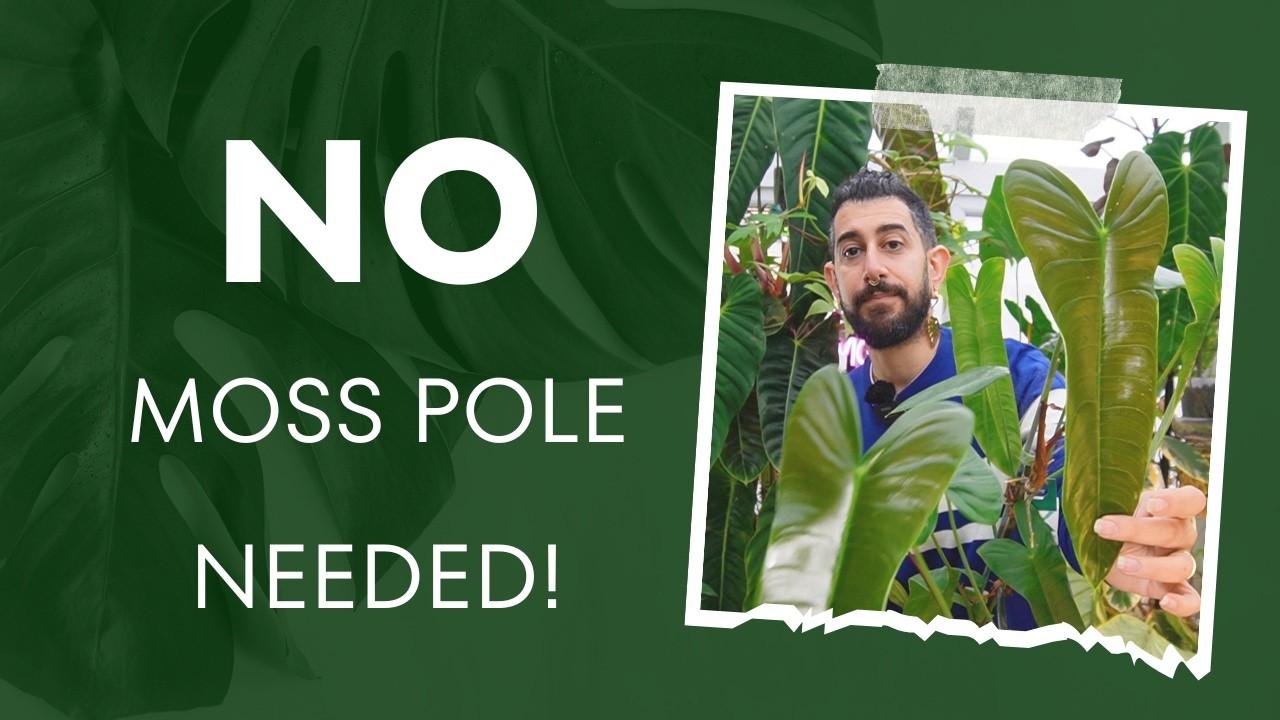 🌿 No Moss Pole Needed! 8 Stunning Houseplants That Grow BIG Without ...