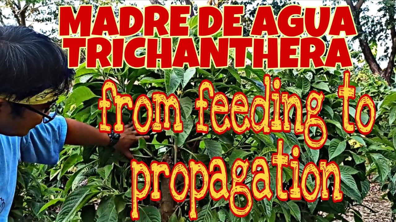 ORGANIC/NATURAL FARMING: MADRE DE AGUA (TRICHANTERA) - YouTube