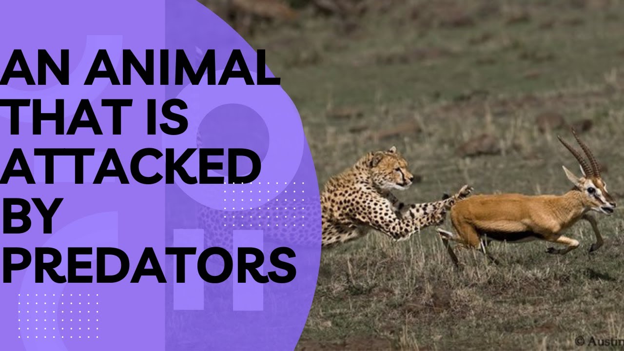 An animal that is attacked by predators - YouTube