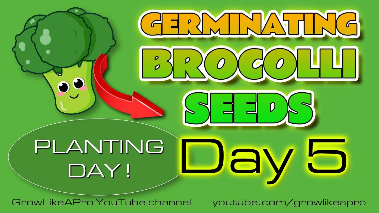 Germinating Broccoli Seeds - April 3 - DAY 5 - YouTube