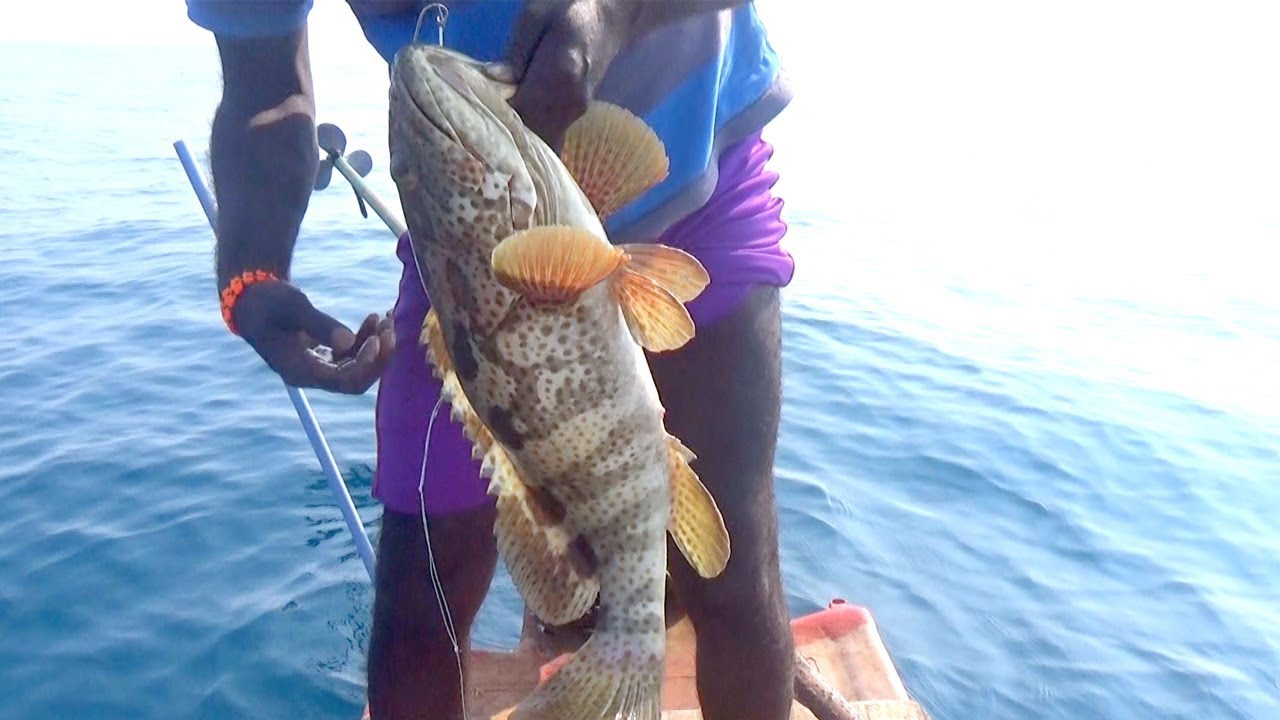 GOLIATH GROUPER / PARROT FISH CATCHING AT OFFSHORE - YouTube