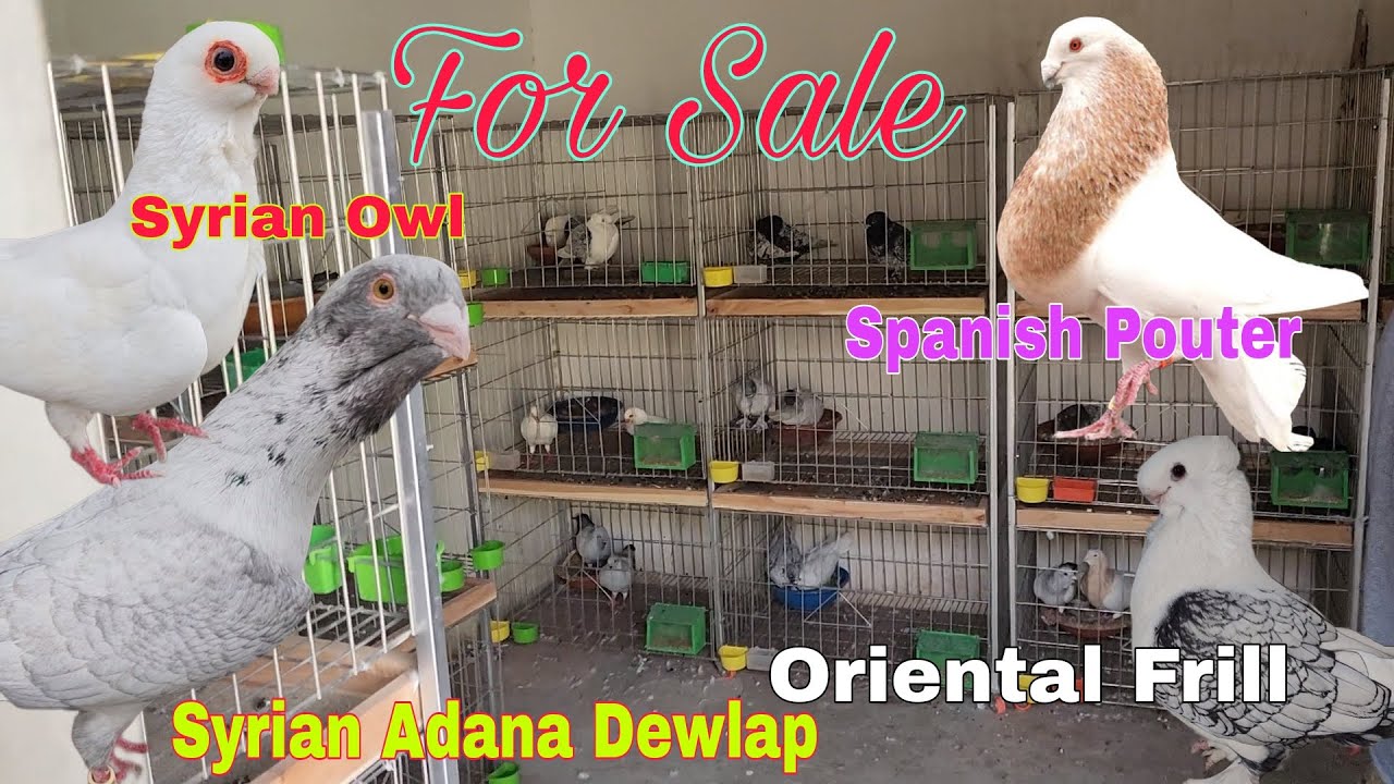 Spanish pouter, Syrian Owl, Syrian adana dewlap, Oriental frill Velvet ...