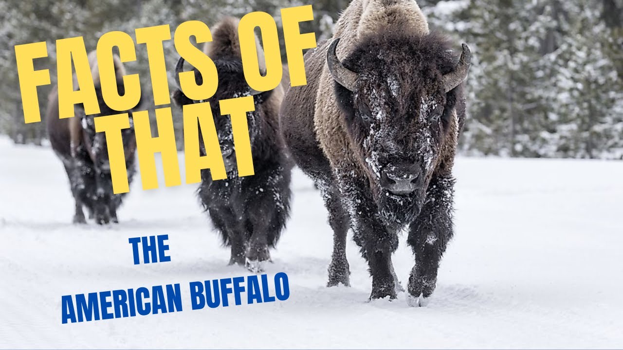 The American Buffalo. Survivor of Extinction! - YouTube