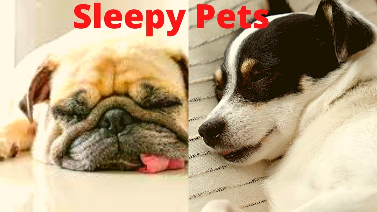 Sleepy Pets Compilation 2021 - YouTube