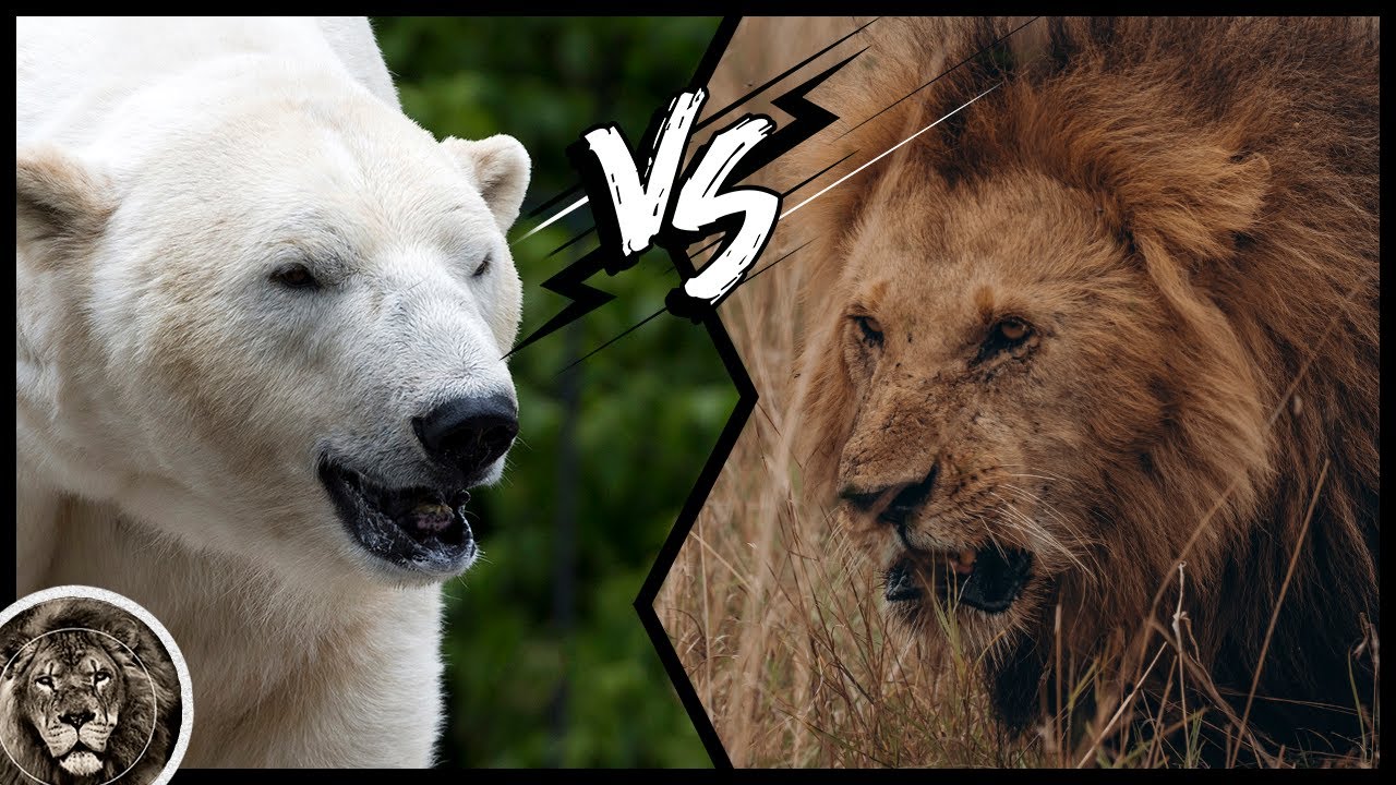 Polar Bear VS Lion - Who Is Stronger? - YouTube