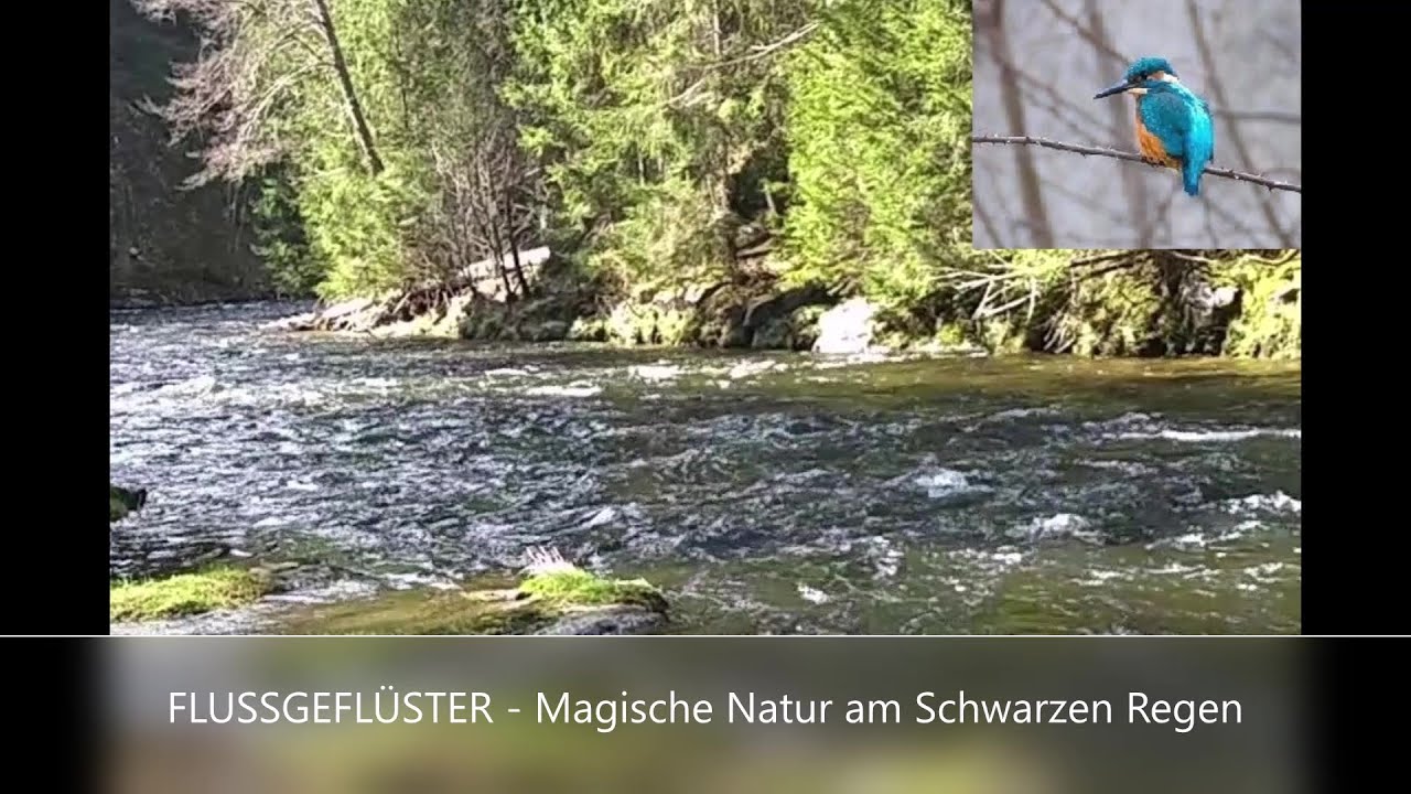 FLUSSGEFLÜSTER - Magische Natur am Schwarzen Regen im zeitigen Frühjahr ...
