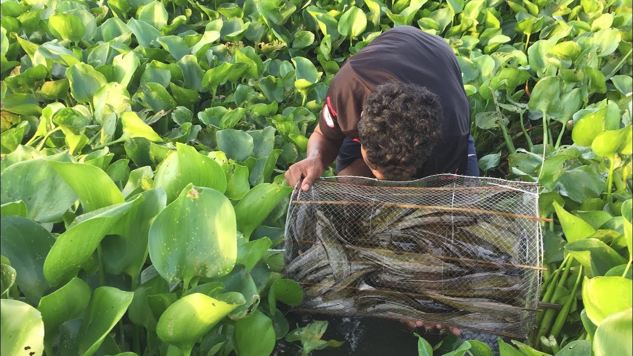 Is It Possible? Weird Fishing | Amazing Net Fishing Net Fishing at Siem ...