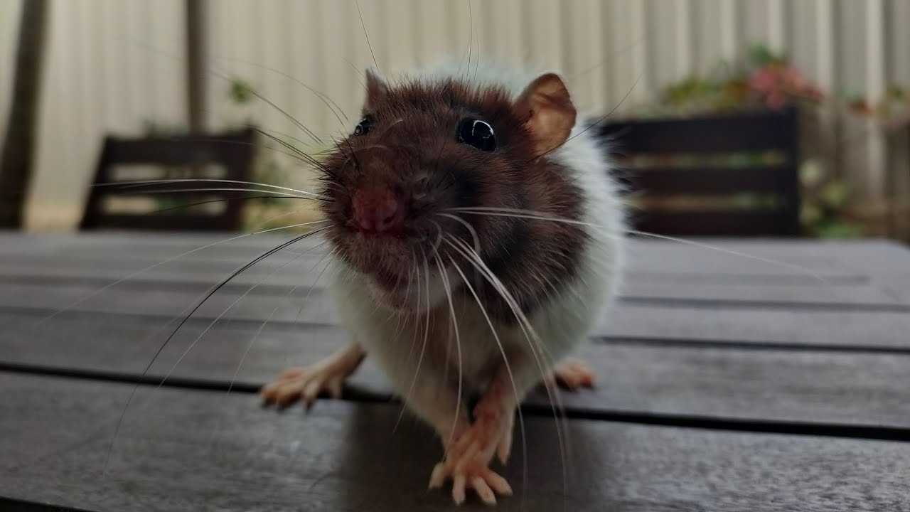 Rat Photo Shoots Season 42 - YouTube