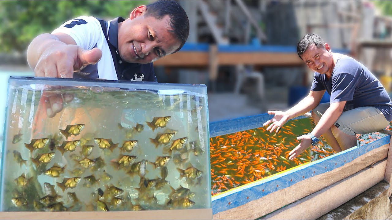 Producing thousands of fish!! Everyone can do this and start Raising ...