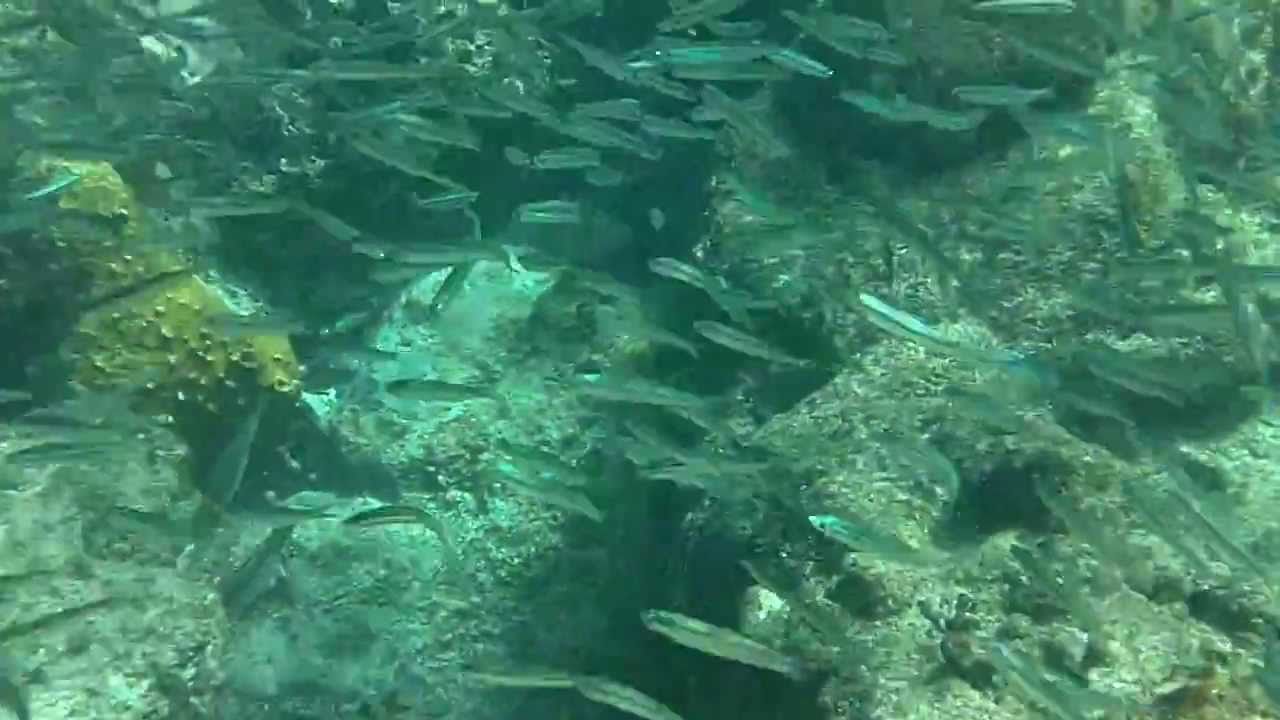 Snorkeling at Monkey Point, Guana Island, BVI - YouTube