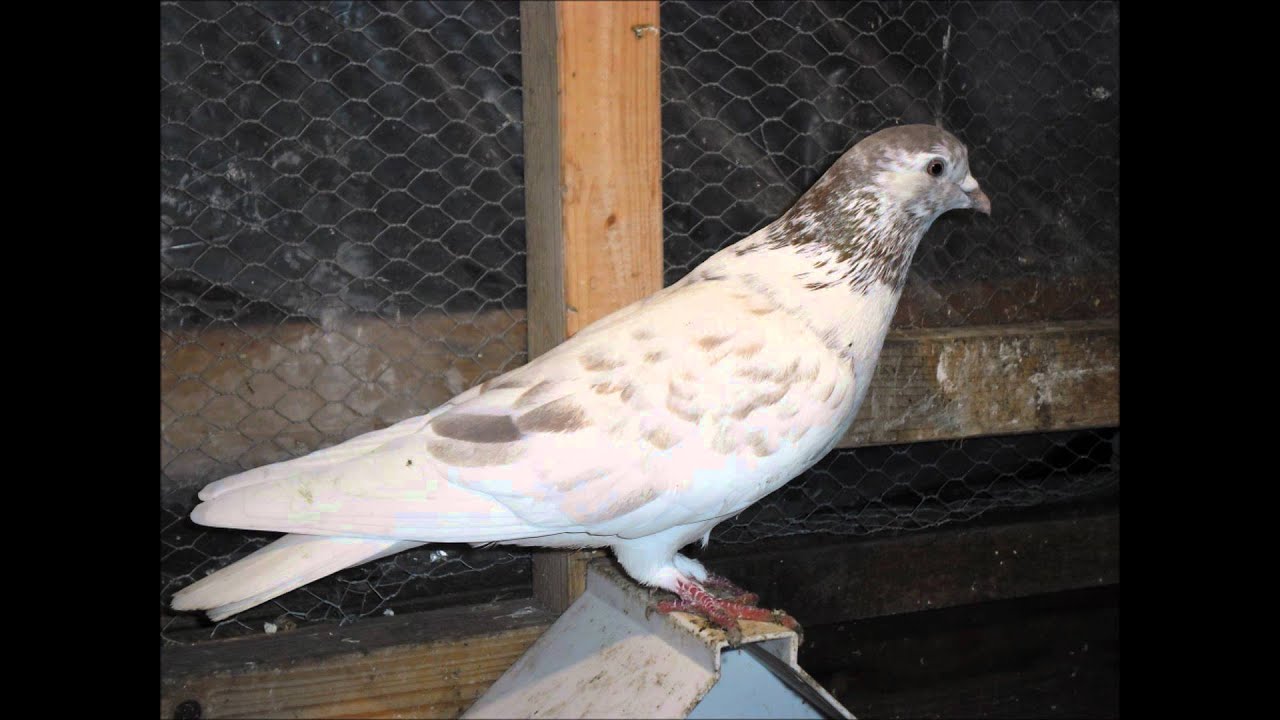 Kaftar irani mehdi in uk bristol 2011 _ tel = 07827778281 - YouTube