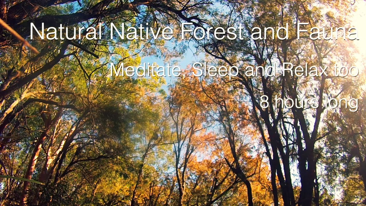 National Park, Natural Native Forest and Fauna Sounds, Good for ...