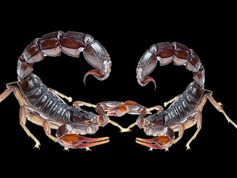 World top 5 dangerous Scorpions mating video