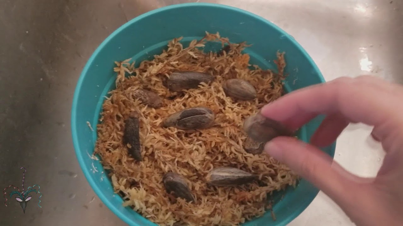 How I sprout Titan Arum Seeds - YouTube