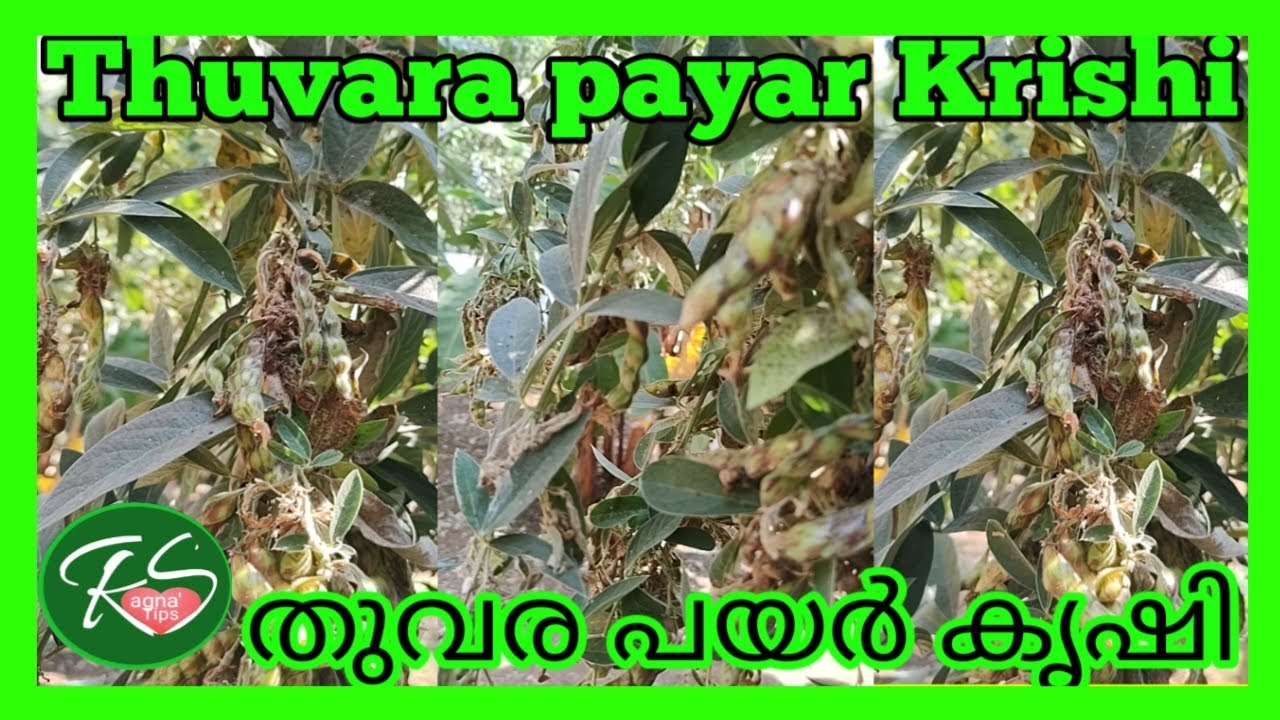 Thuvara Payar Krishi | തുവര പയർ കൃഷി | Krishi Video - YouTube