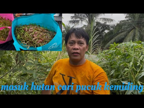 aktiviti hujung minggu masuk hutan cari pucuk kemiding - YouTube