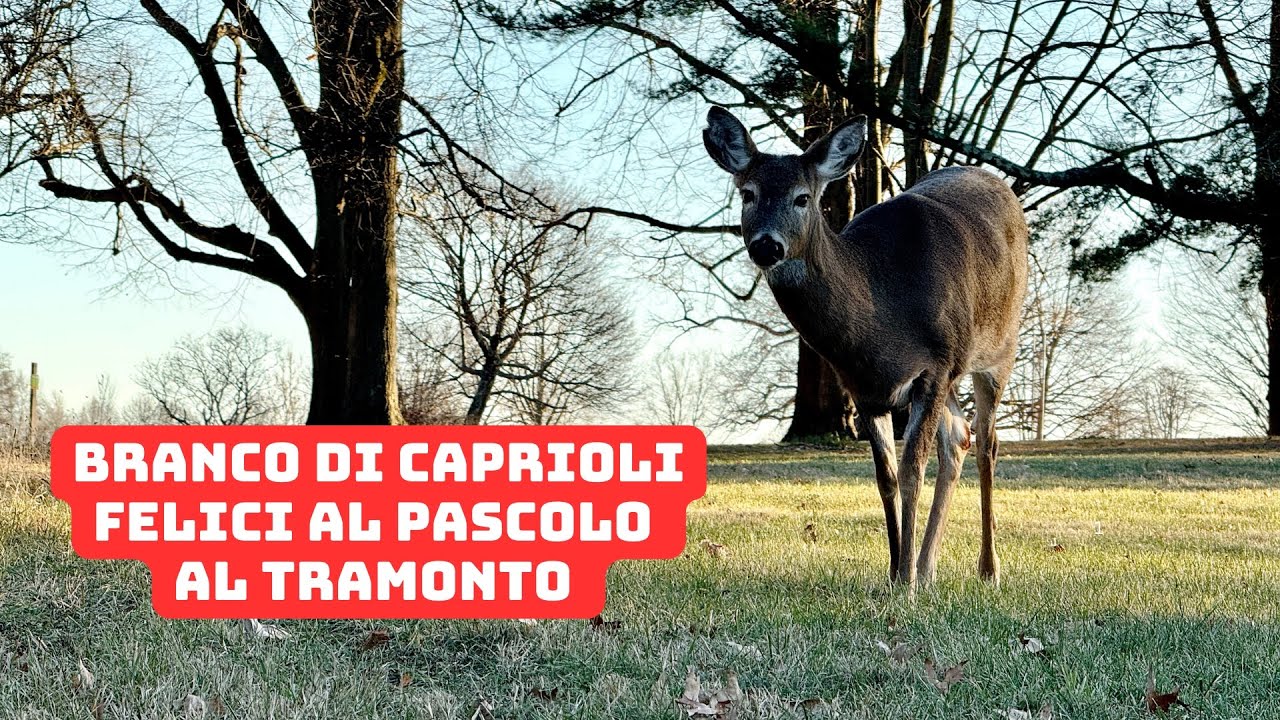 BRANCO DI CAPRIOLI AL PASCOLO AL TRAMONTO - YouTube