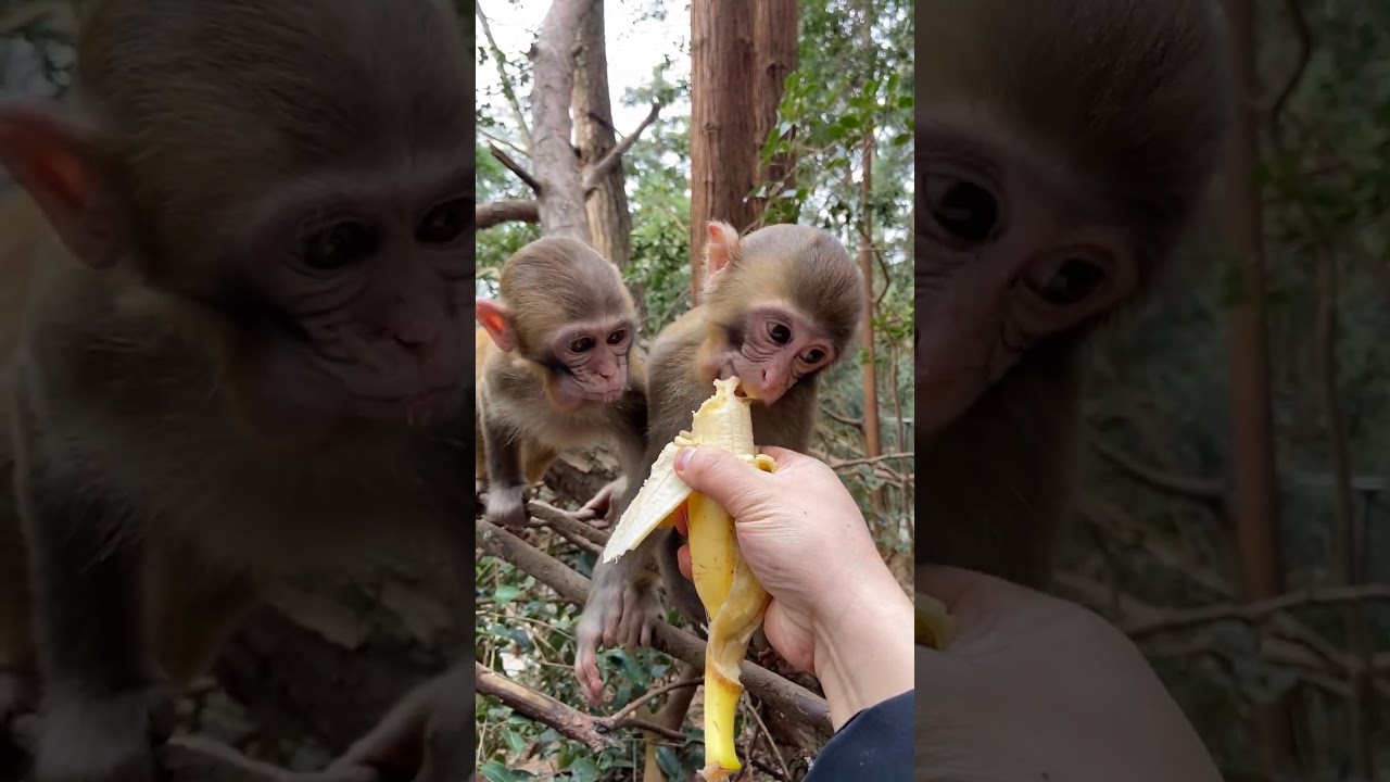 Monkey Werx So Cute Eating and Funny #41 - YouTube
