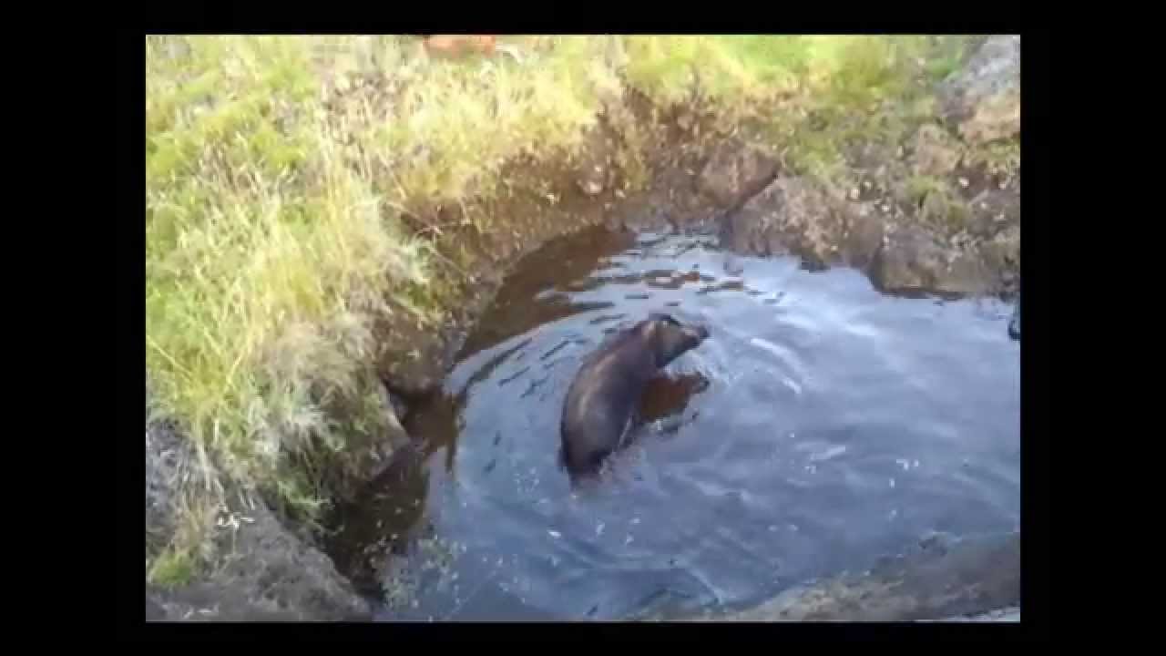 Big island boar hunting - YouTube