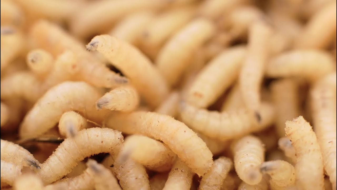 Taj - A Fear Of Maggots (Official Music Video) - YouTube