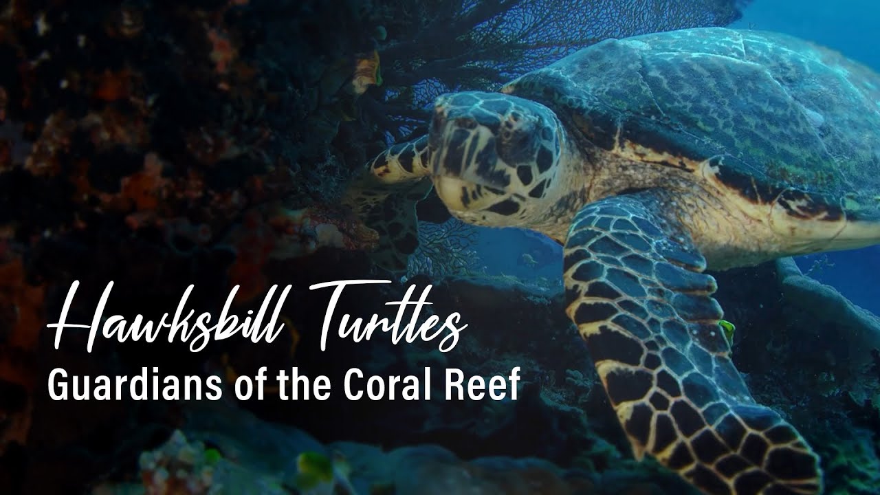 Hawksbill Turtles: Guardians of the Coral Reef - YouTube