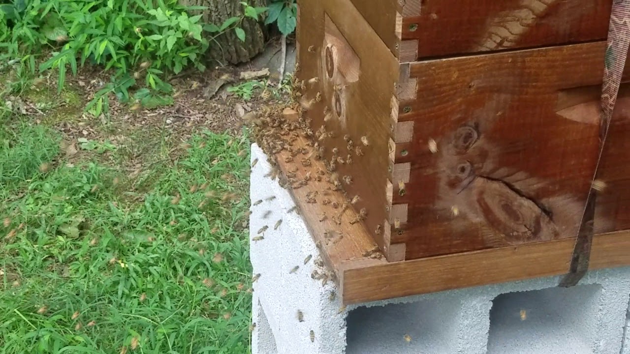 Honey Bee Behavior - Heavy Nectar Flow - YouTube