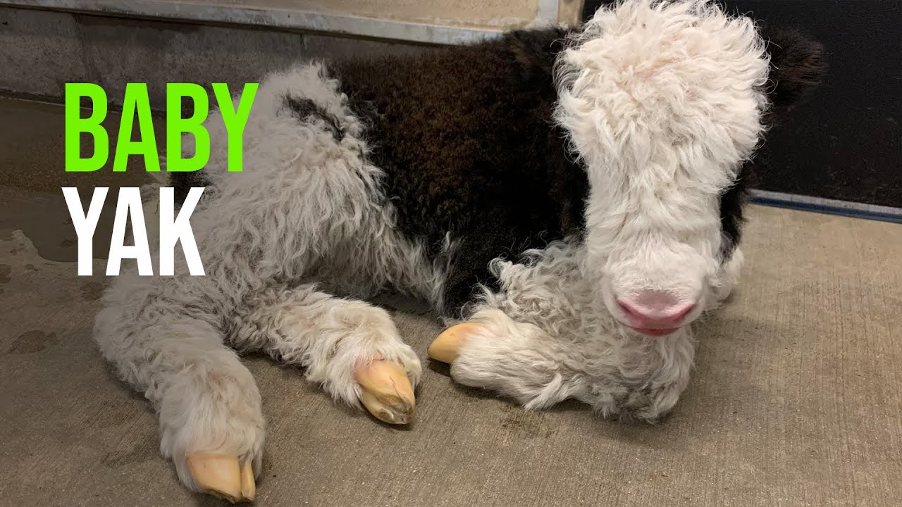 Baby Yak Born at Bramble Park Zoo! - YouTube