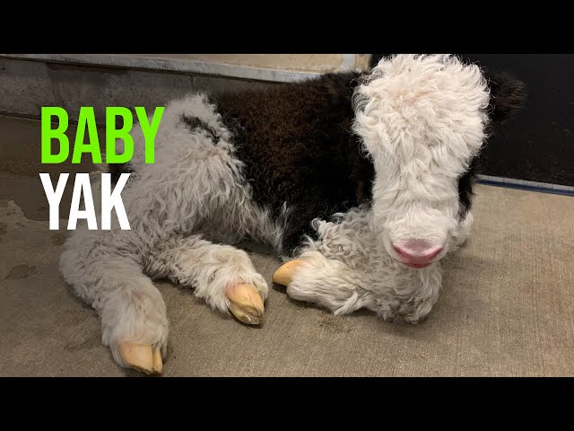 Baby Yak Animal