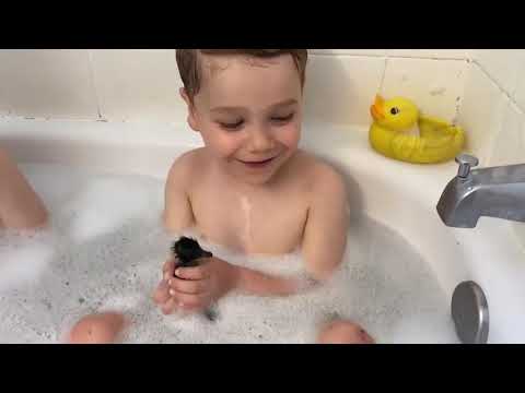Two Toddler Boys Take Bubble Bath With Ducklings - 1115339
