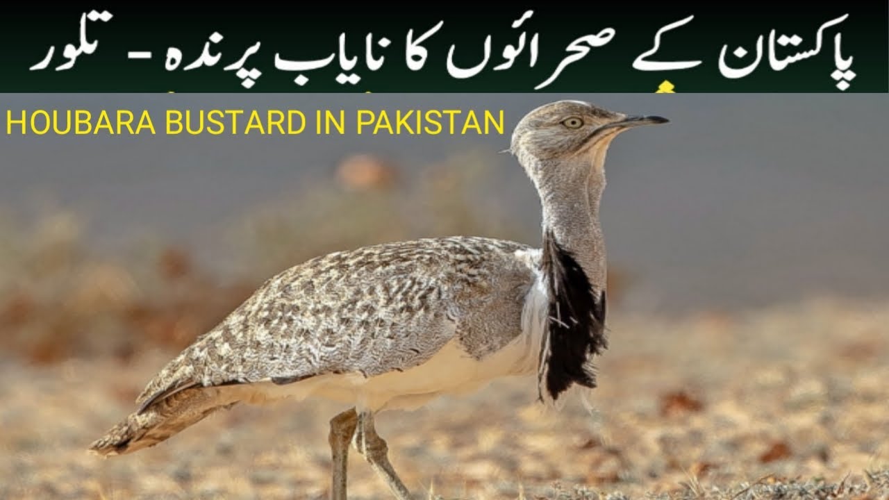 Taloor Bird Houbara Bustard in Pakistan Taloor Hunting #updatesonair ...