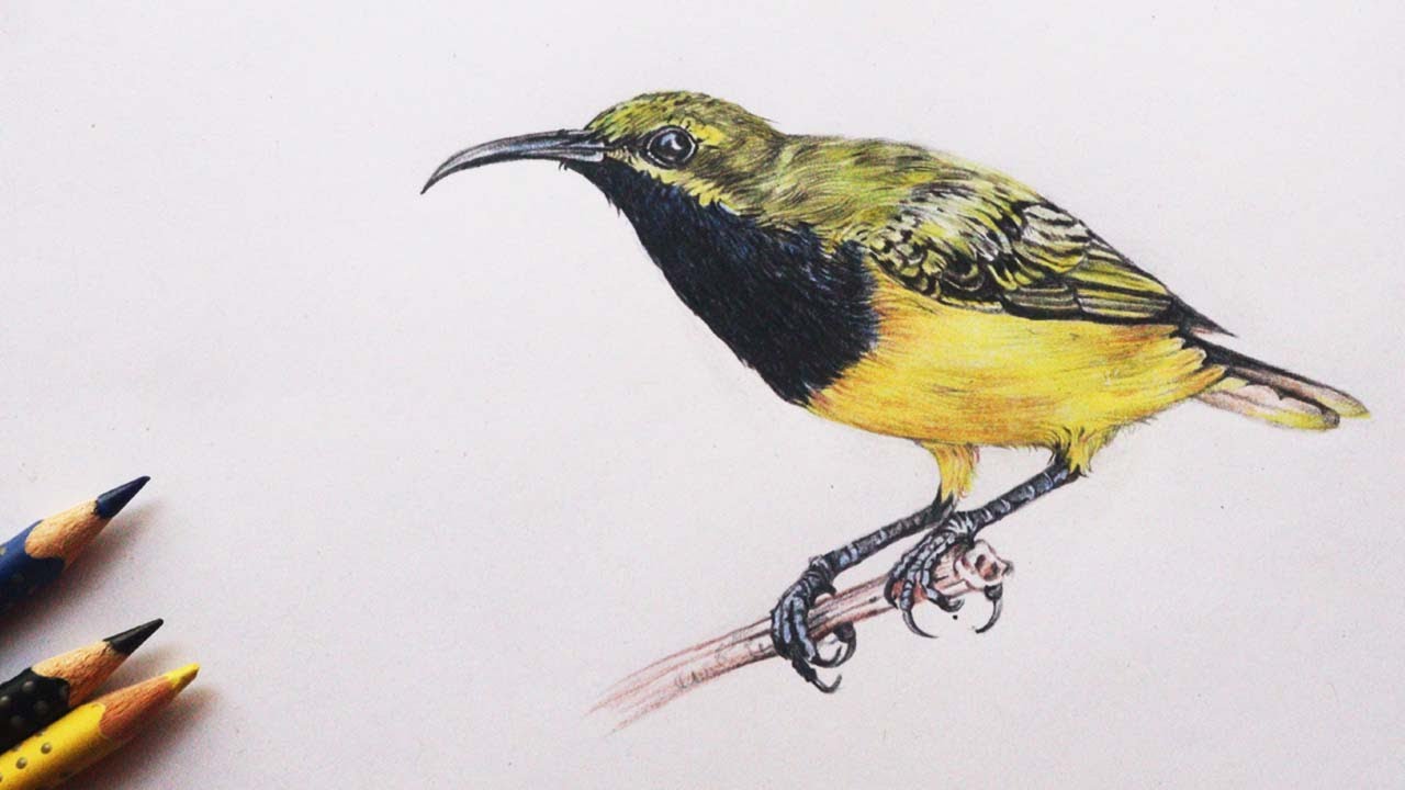 Olive Backed Sun Bird Drawing | Sun Bird Drawing in Color Pencils ...